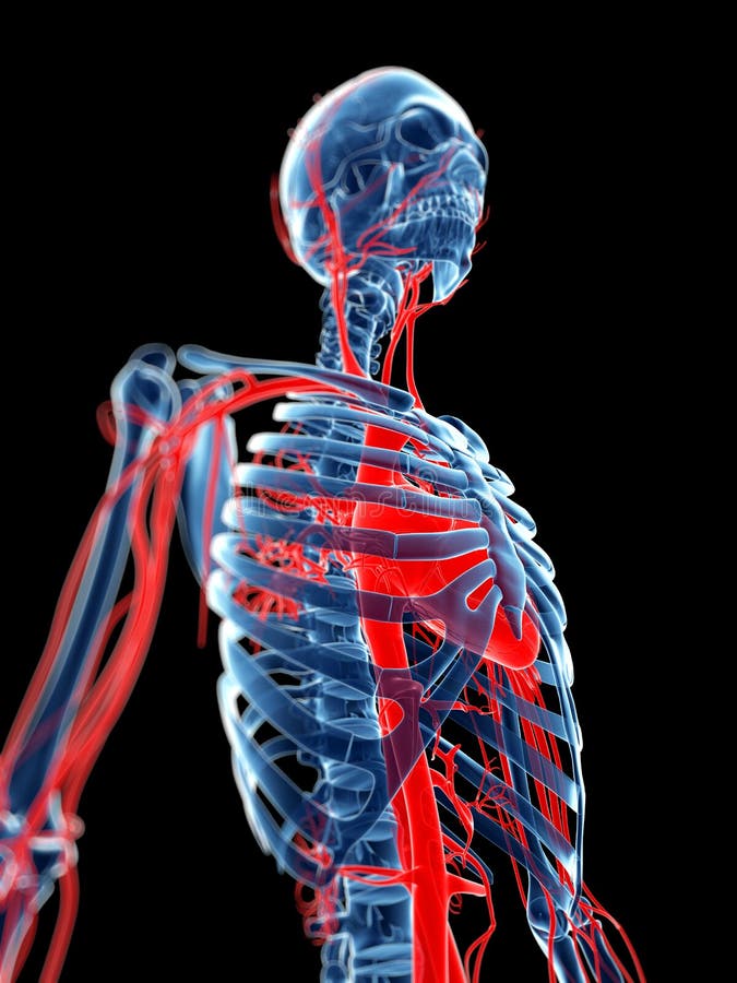 Vaisseaux Sanguins Et Squelette Illustration Stock - Illustration du ...