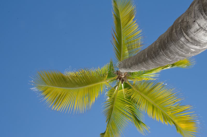 Vakantiemening Van Onder De Palm Stock Afbeelding - Image of buiten ...