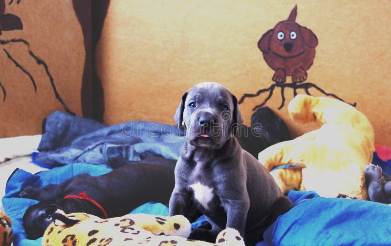 Söt valp vaken fotografering för bildbyråer. Bild av ögon - 64088509