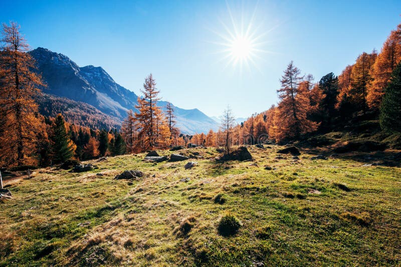 Val Di Campo - Engadina CH - Autumn Stock Photo - Image of beauty ...