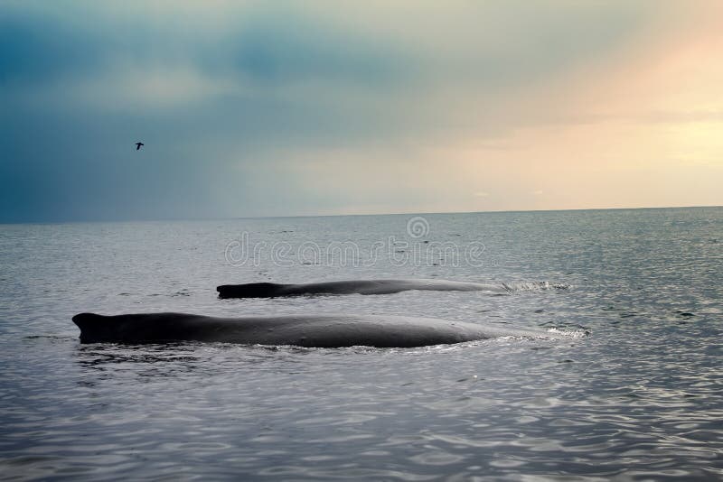 Val i Stilla havet arkivfoto. Bild av titta, hotad, ögla - 95345350