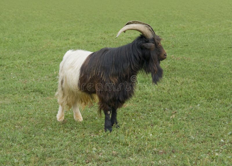 Valais Blackneck goat stock photo. Image of nanny, mammal - 28394736