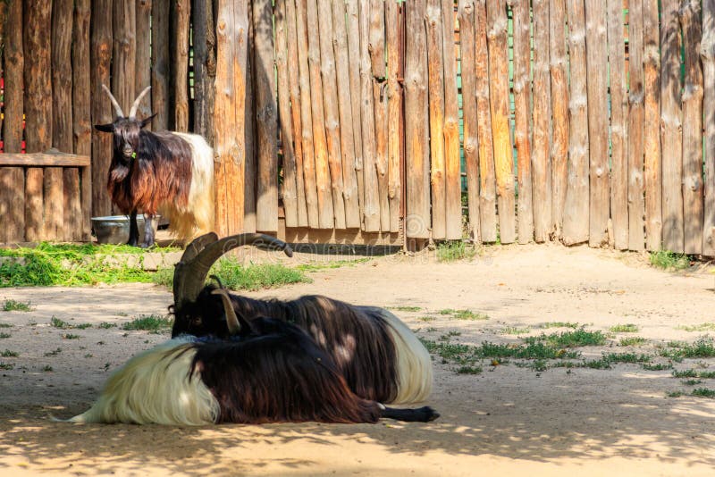 Valais Blackneck Goats in Paddock on Farm Stock Photo - Image of beast ...