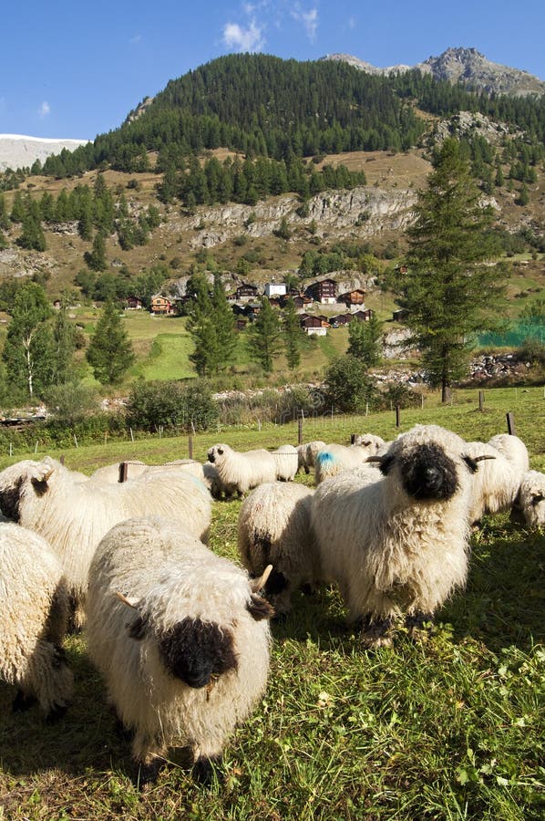 Valais Blacknose sheep stock image. Image of regions - 25104893