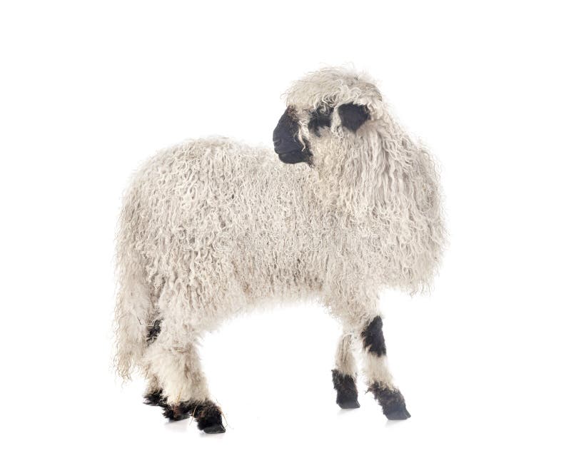 Lamb Valais Blacknose and Rottweiler Stock Photo - Image of lamb ...