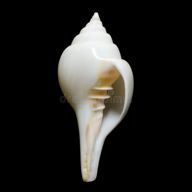 Valampuri Shank or Great Indian Chank Seashell Stock Image - Image of ...
