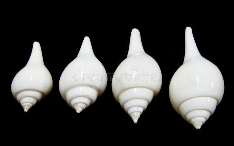Valampuri Shank or Great Indian Chank Seashell Stock Photo - Image of ...