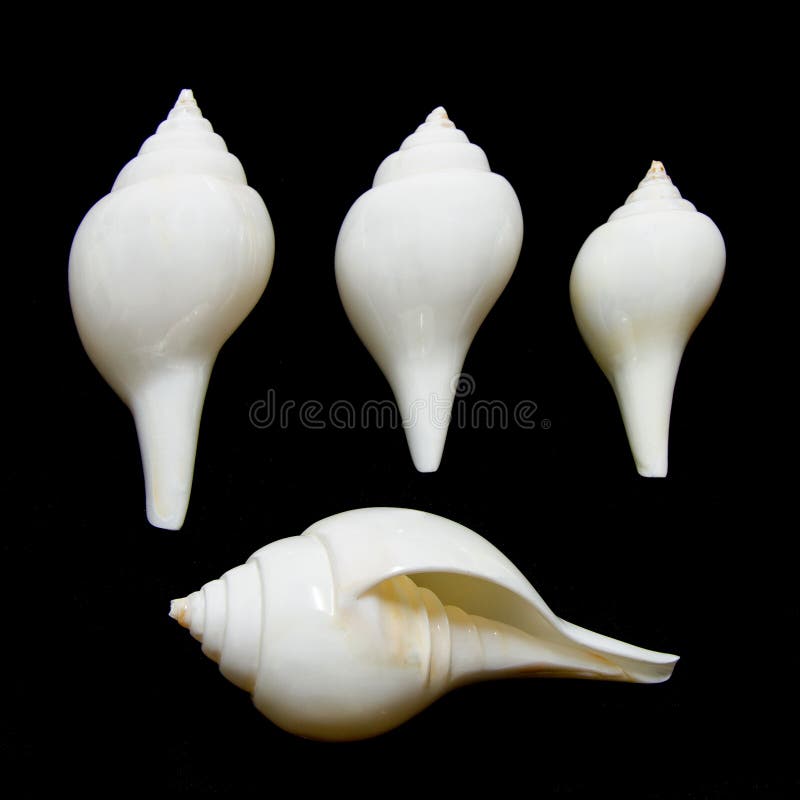 Valampuri Shank Or Great Indian Chank Seashell Stock Photo - Image of ...