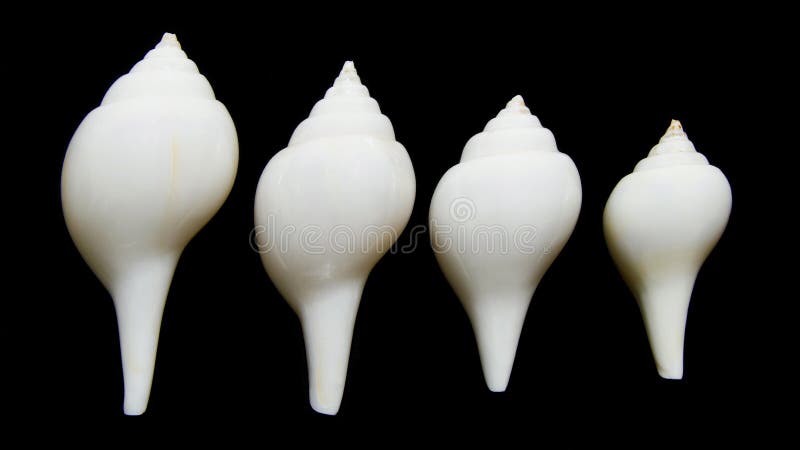 Valampuri Shank or Great Indian Chank Seashell Stock Image - Image of ...