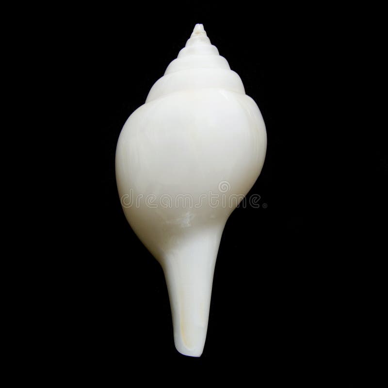 Valampuri Shank or Great Indian Chank Seashell Stock Image - Image of ...