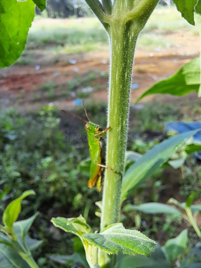 Valanga nigricornis locust stock image. Image of herb - 277338173