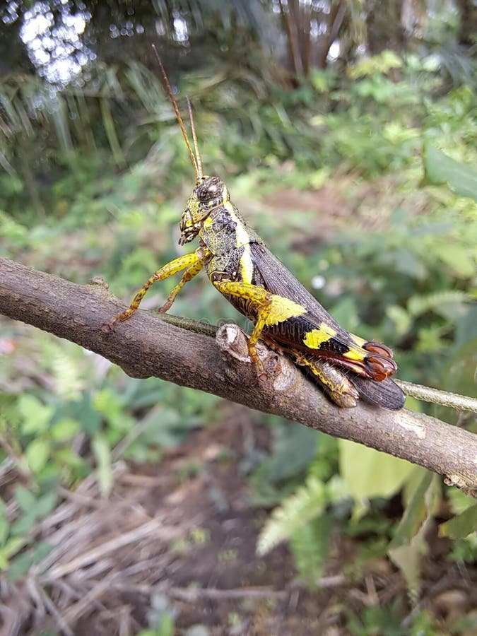 Valanga nigricornis locust stock image. Image of wild - 277874273