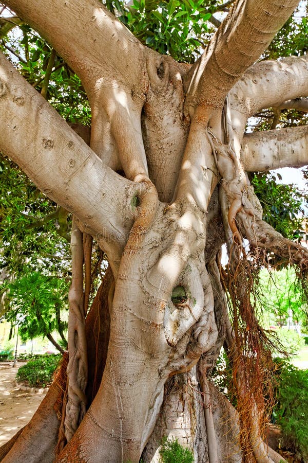 Valencia. stock image. Image of summer, spain, countryside - 47906495