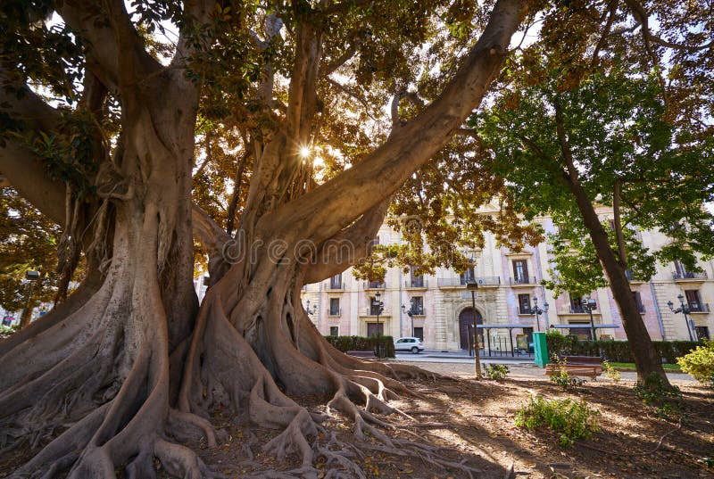 Valencia Glorieta Park Big Ficus Tree Spain Stock Photo - Image of ...