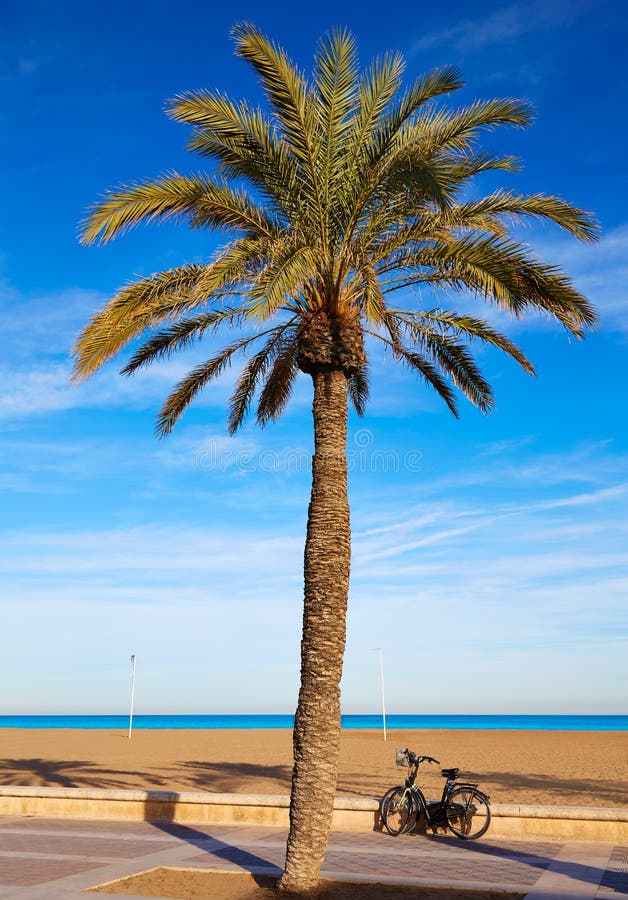 Valencia La Malvarrosa Beach Palm Trees Spain Stock Image - Image of ...