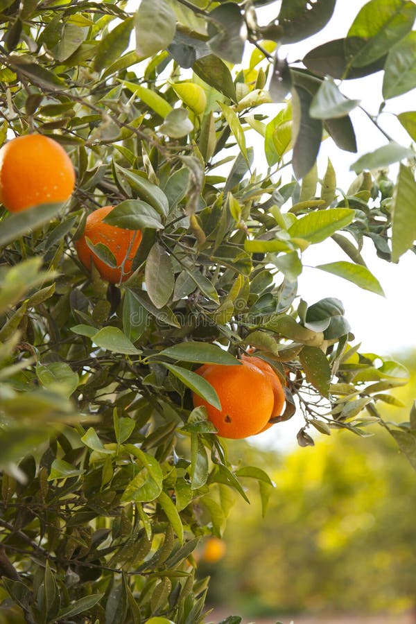 Valencia orange trees stock image. Image of valencia - 28706597