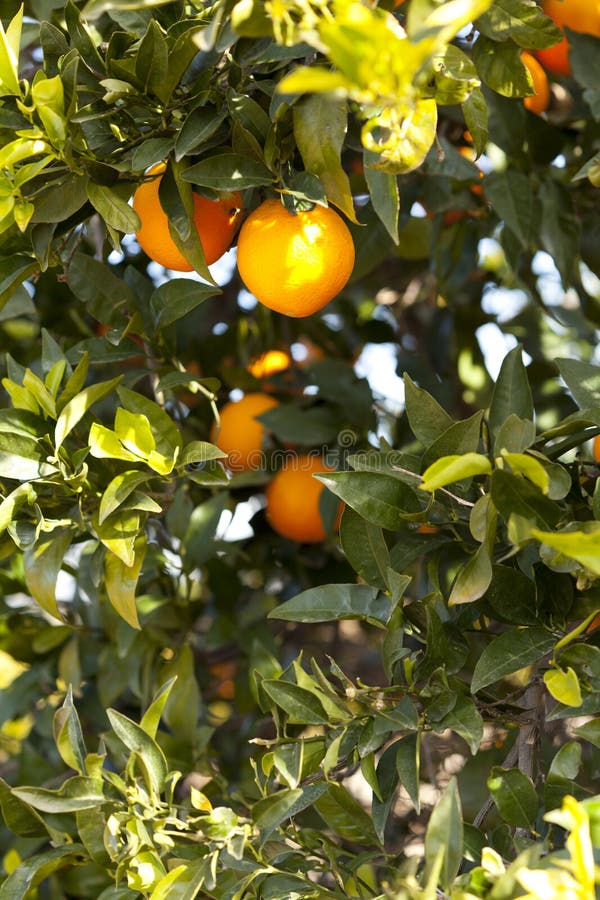 Valencia orange trees stock photo. Image of culture, food - 28998176