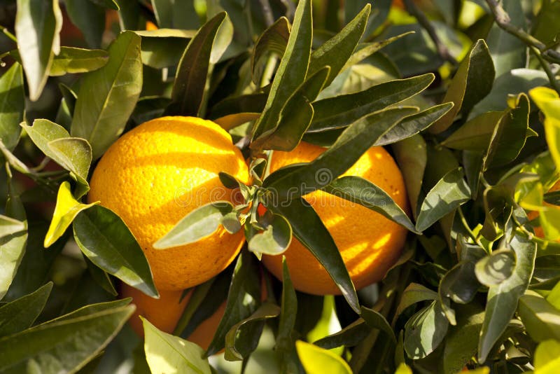 Valencia orange trees stock image. Image of oranges, culture - 28998201