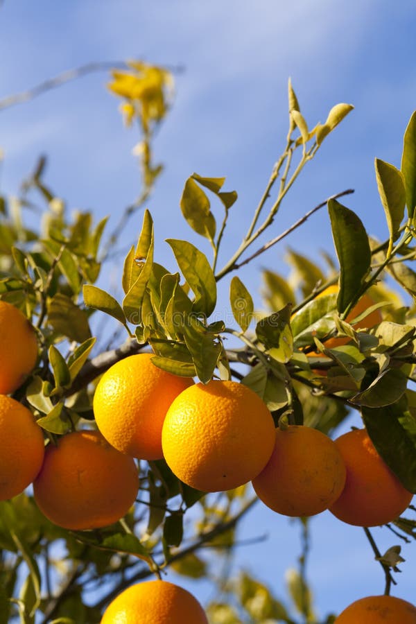 Valencia orange trees stock photo. Image of sweet, mandarin - 28998232