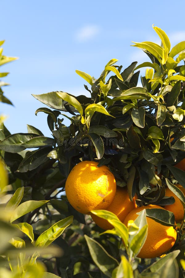 Valencia orange trees stock photo. Image of culture, food - 28998244