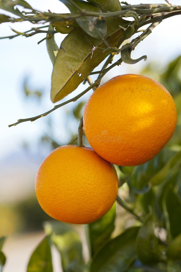 Valencia orange trees stock photo. Image of agriculture - 28998314