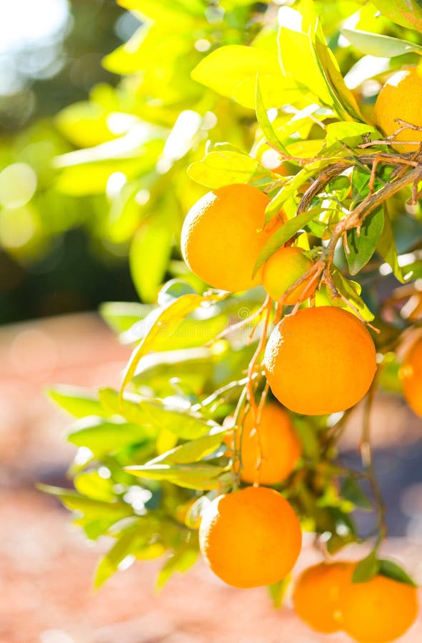 Valencia orange trees stock photo. Image of defocused - 104156460