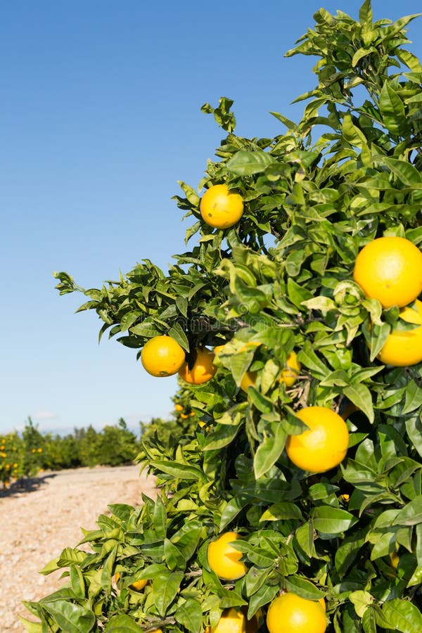 Valencia orange trees stock image. Image of citric, orange - 35254619