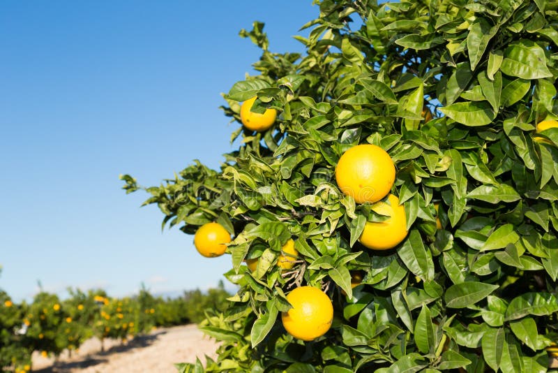 Valencia orange trees stock image. Image of food, sour - 35254657