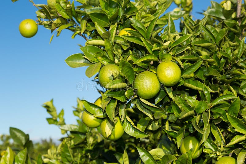 Valencia orange trees stock photo. Image of leaves, mediterranean ...