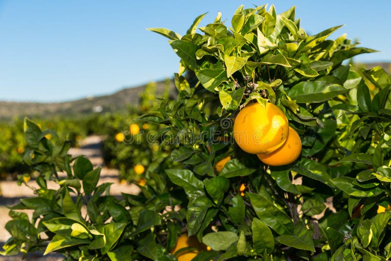 Valencia orange trees stock photo. Image of spain, leaf - 35255022