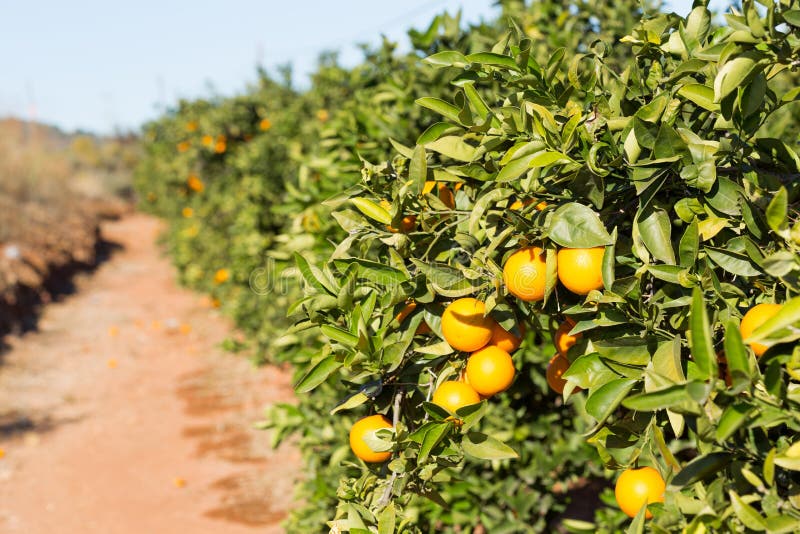 Valencia orange trees stock photo. Image of sweet, saucebox - 37377076