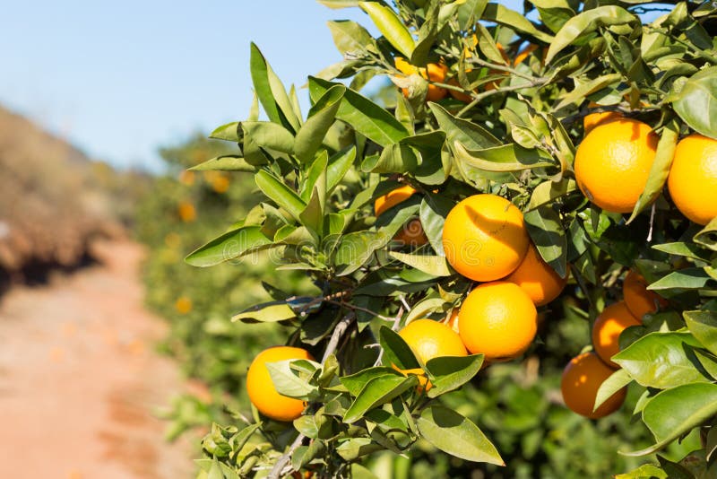 Valencia orange trees stock photo. Image of fruit, farming - 37377132