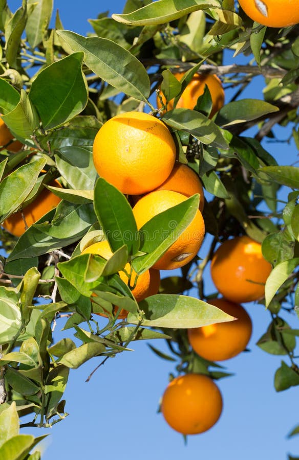 Valencia orange trees stock image. Image of defocused - 37377291