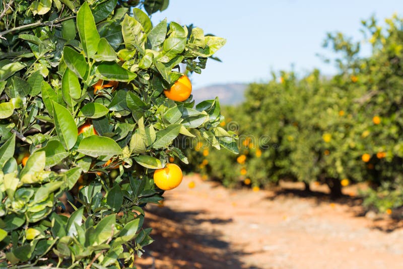 Valencia orange trees stock image. Image of spain, ripe - 37395209