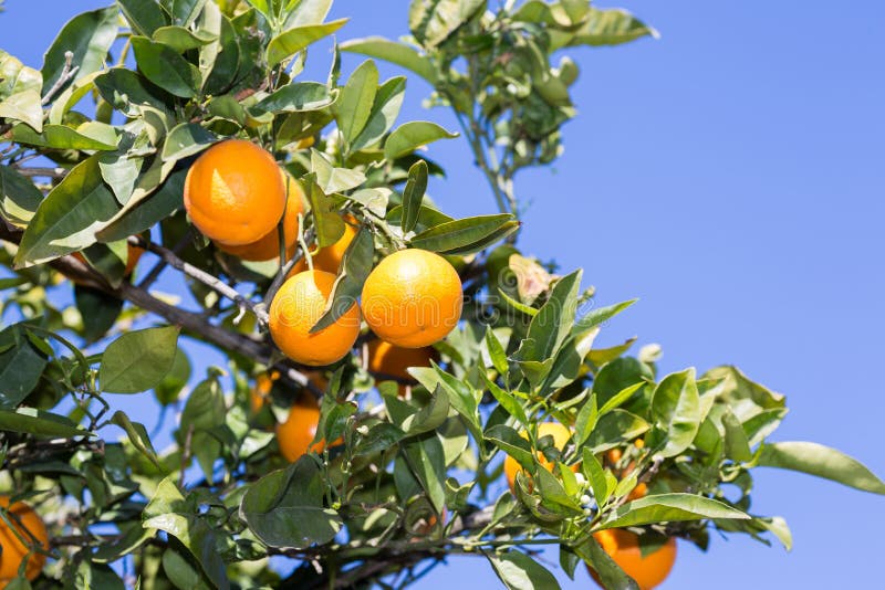 Valencia orange trees stock photo. Image of honey, leaves - 39266680