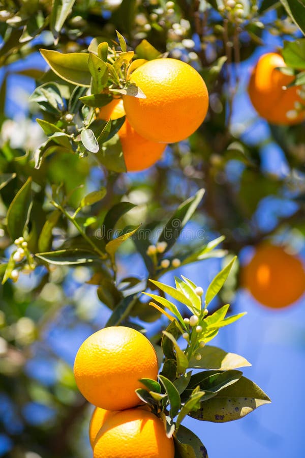Valencia orange trees stock photo. Image of citrus, healthy - 39266734