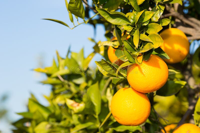 Valencia orange trees stock photo. Image of leaf, freshness - 48949230