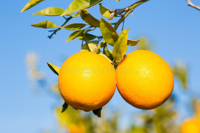 Valencia orange trees stock image. Image of sweet, mediterranean - 48949465