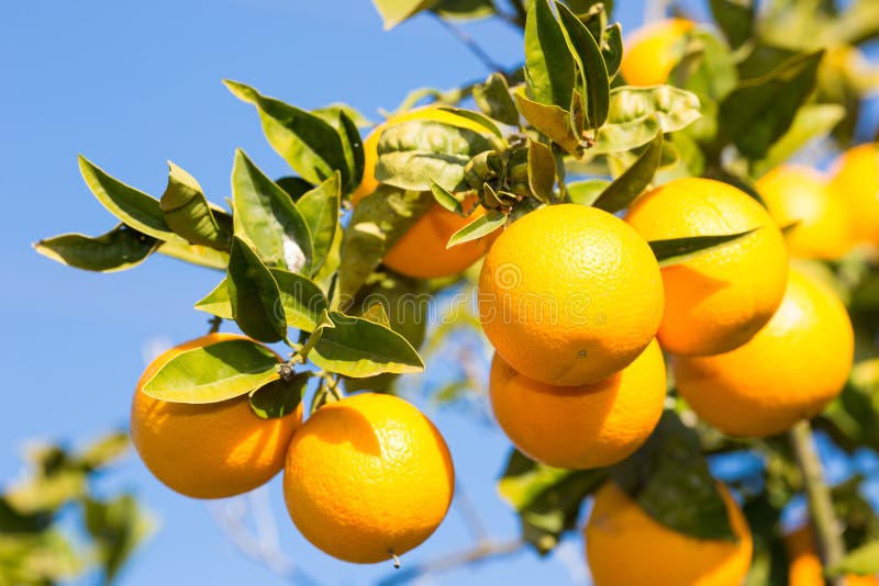 Valencia orange trees stock photo. Image of spain, oranges - 48949612