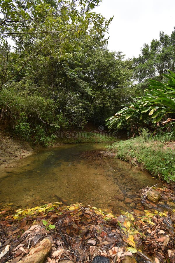 Valencia River, Trinidad and Tobago Stock Image - Image of trail ...