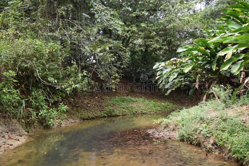 Valencia River, Trinidad and Tobago Stock Image - Image of tree ...