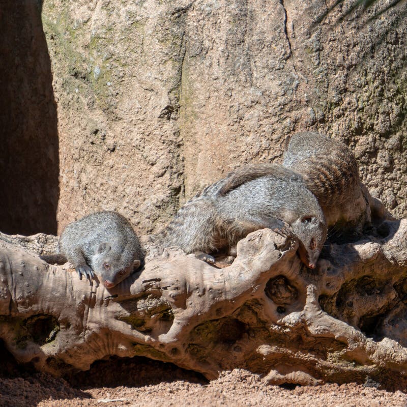 Mongoose at the Bioparc in Valencia Spain on February 26, 2019 ...