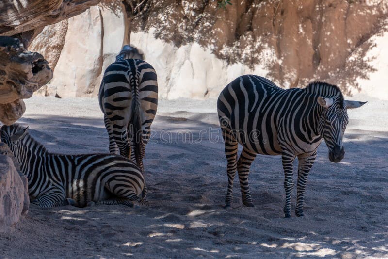 Zebra at the Bioparc in Valencia Spain on February 26, 2019 Editorial ...