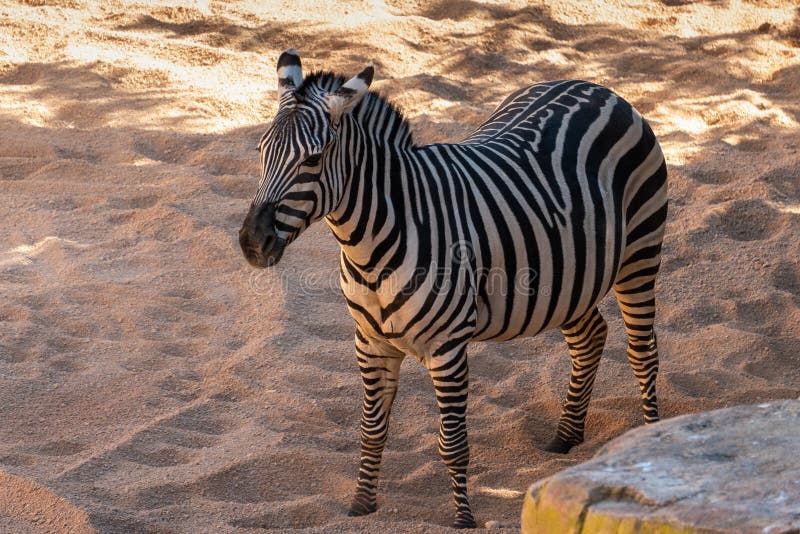 Zebra at the Bioparc in Valencia Spain on February 26, 2019 Editorial ...