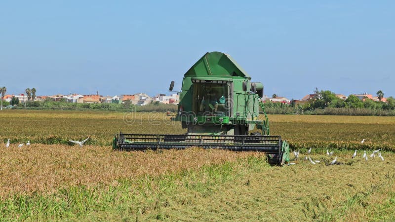 Harvester Machine To Harvest Rice Field Working In Albufera Stock