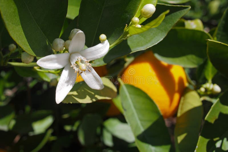 Valencian Orange and Orange Blossoms. Spain Stock Photo - Image of ...