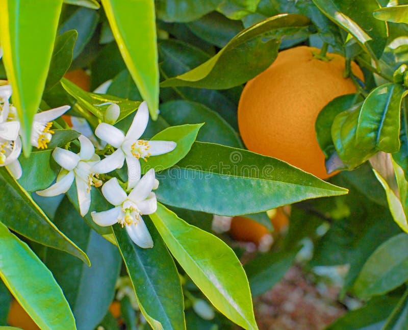Valencian Orange and Orange Blossoms. Spring Stock Photo - Image of ...