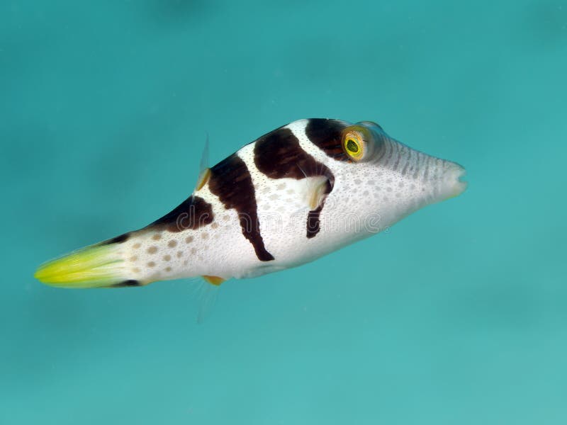 Spotted sharpnose puffer stock image. Image of nature - 13212549