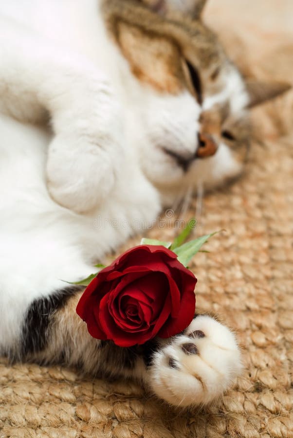 Valentine cat stock image. Image of cute, flower, petals - 3978783