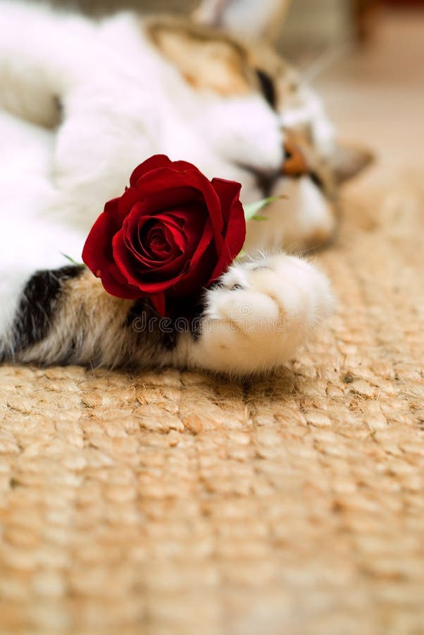 Valentine cat stock image. Image of petals, floor, valentine - 3978839